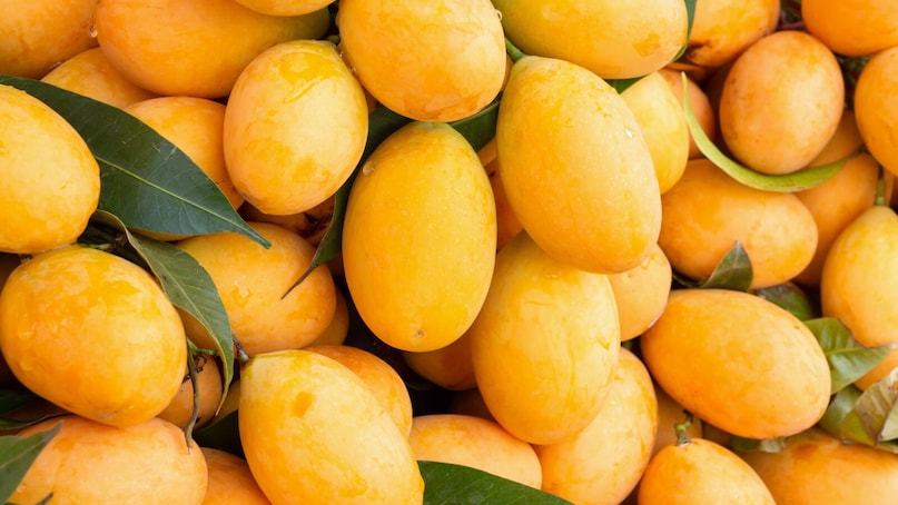 Mango Species: किसी का नाम ‘लंगड़ा’ तो कोई कहलाया ‘तोतापरी’, जानिए आमों ...