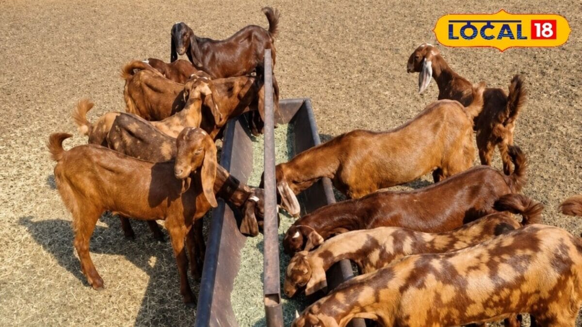 Sirohi Goat Farming | Best Breed For Goat Farming Business | How To ...