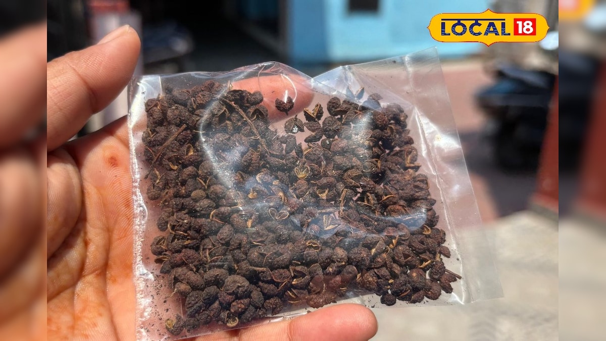 Pahadi Spice: चटनी से लेकर इलाज तक काम आता है ये मसाला! जानें पहाड़ी ...