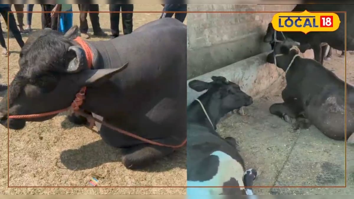 why buffaloes sit in water in summer doctor vipin explained the reason ...