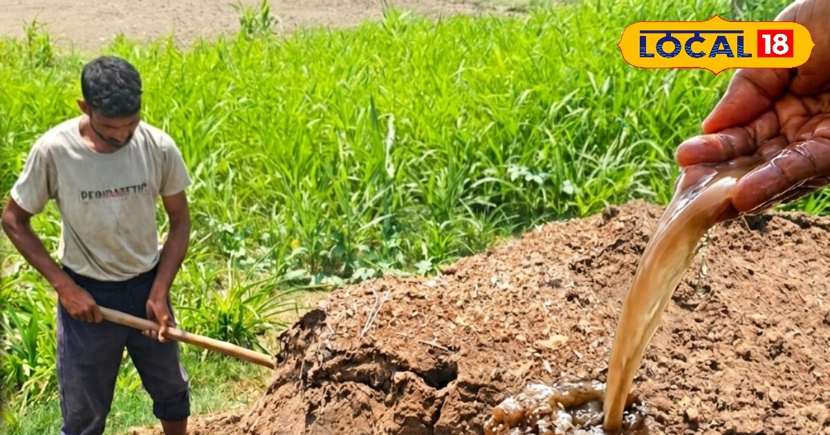 know how cow dung manure ready in 2 to 3 months with trichoderma ...