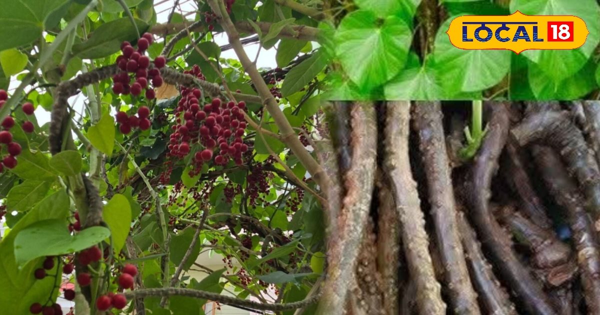 Giloy Farming Tips: गिलोय के साथ लगा दें नीम और सहजन, औषधीय खेती से ...