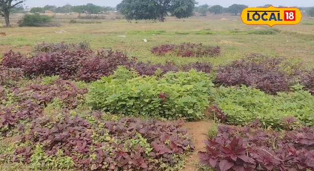 ये है ब्रह्मास्त्र खाद...गोबर को जला कर बनाते हैं किसान सुरेश, 1 एकड़ ...