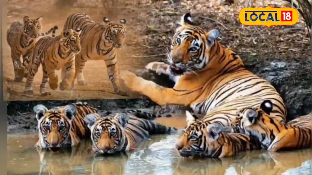 जन्म के समय देख नहीं सकते टाइगर के बच्चे, जानिए मां कैसे करती है उनकी ...