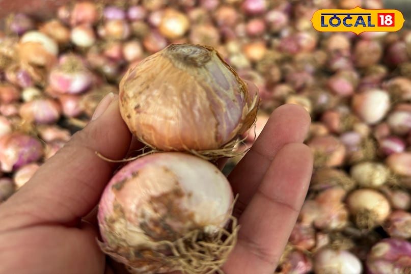 onion storage tips for farmers | how to prevent onion rotting | प्याज ...