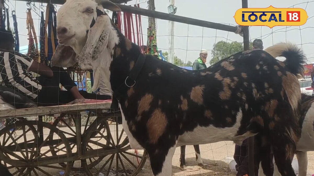 Bakra Price On Eid | Best Bakra Kaunsa hai | ईद पर कैसा बकरा खाना चाहिए