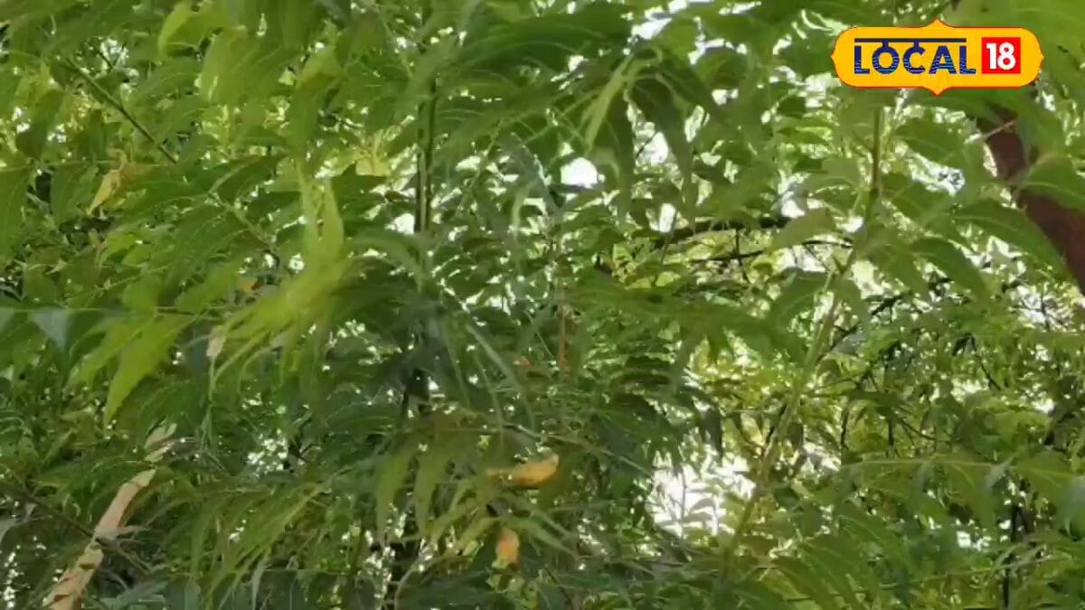 Neem Seeds: कूड़ा नहीं कमाई का जरिया है नीम का बीज, एक नहीं अनेकों ...
