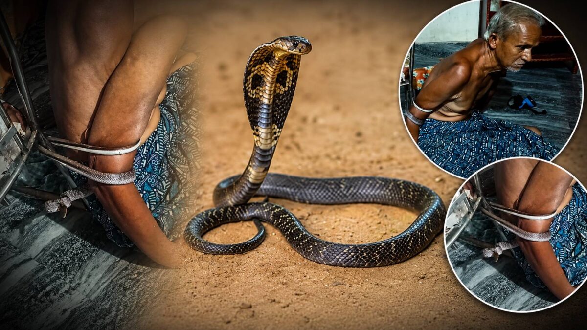 Paralysed man trapped by Snake। कुर्सी, कोबरा और वो बेबस हाथ... लाचारी ...