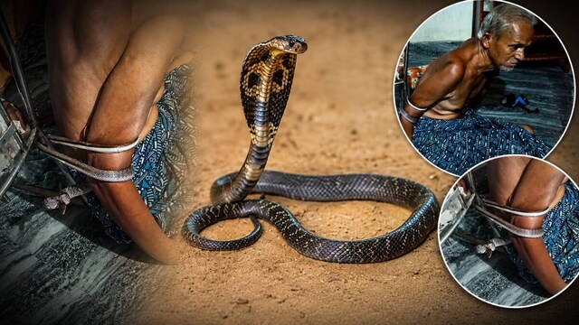Paralysed man trapped by Snake। कुर्सी, कोबरा और वो बेबस हाथ... लाचारी ...