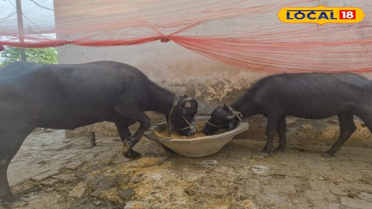 गर्मी में पशुओं को पानी में मिलाकर पिलाएं यह सफेद चीज, लू से करेगा ...