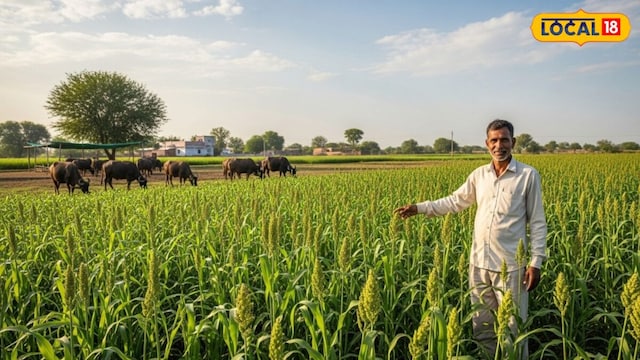 green fodder farming | animal husbandry tips | दूध बढ़ाने वाला चारा ...
