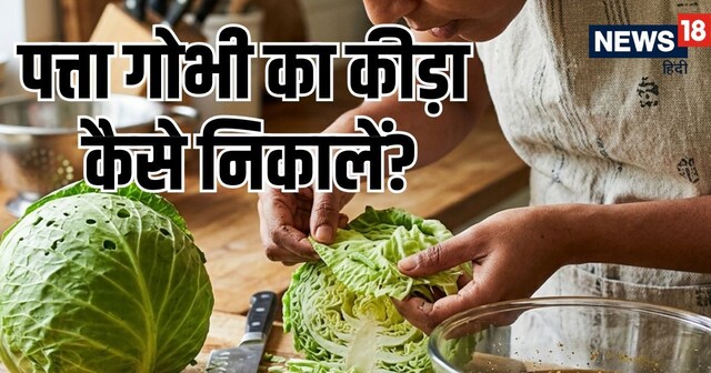 पत्ता गोभी में छिपे बारीक कीड़ों की पहचान कैसे करें? जानिए सब्जी को ...