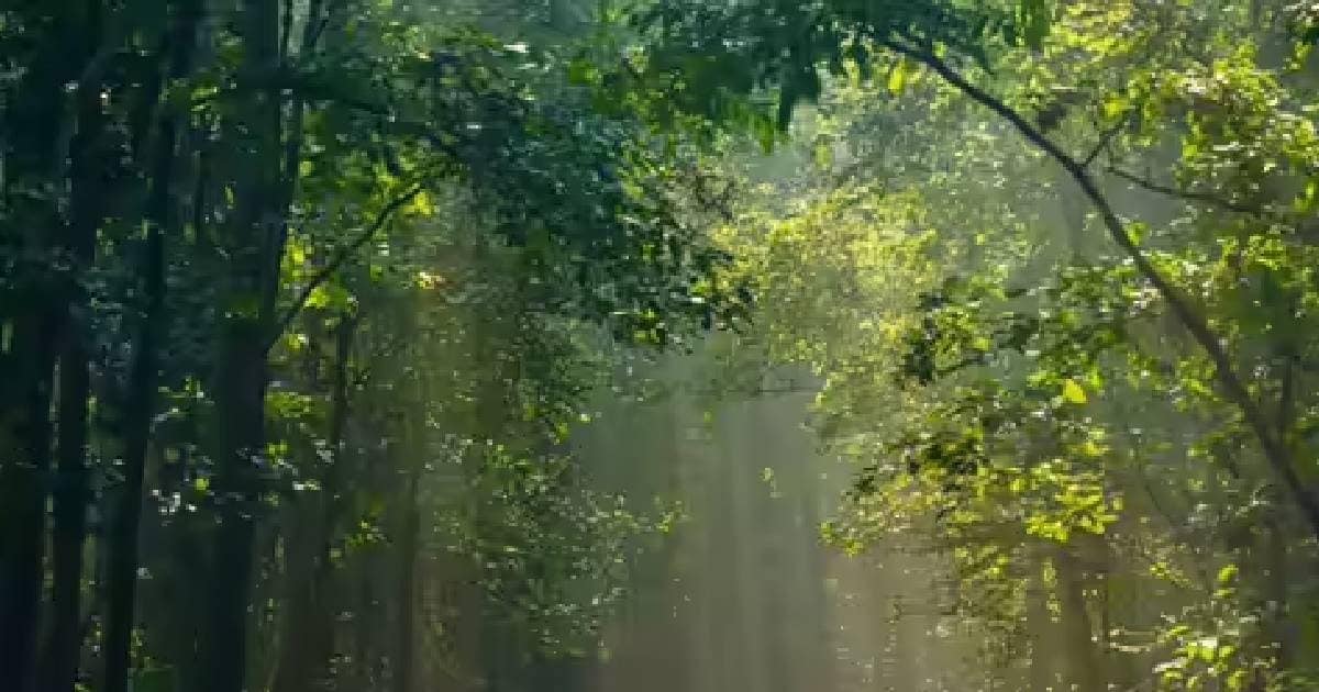 Explainer: 673 हेक्टेयर का 'हरित फेफड़ा', दिल्ली को कैसे रखता है ठंडा ...