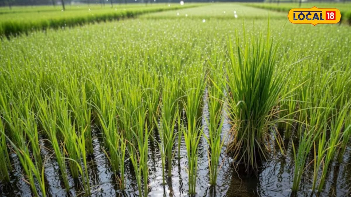 paddy farming tips | soil testing for rice farming | धान की खेती टिप्स ...