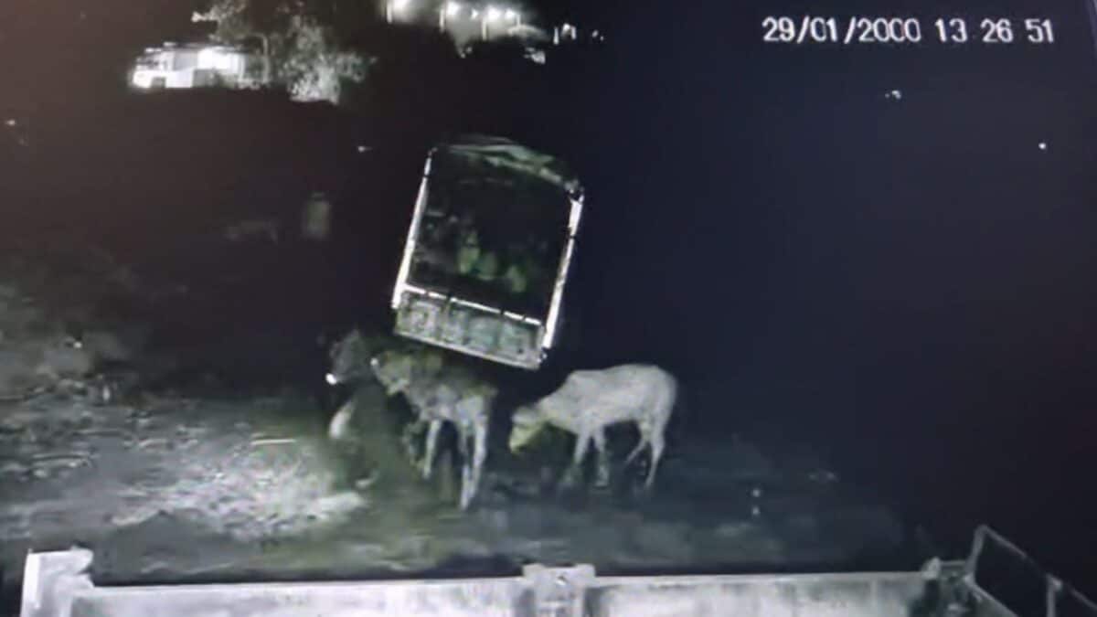 महाराष्‍ट्र में गोवंश तस्करों का तांडव, गोरक्षक को पीट-पीटकर मार डाला ...