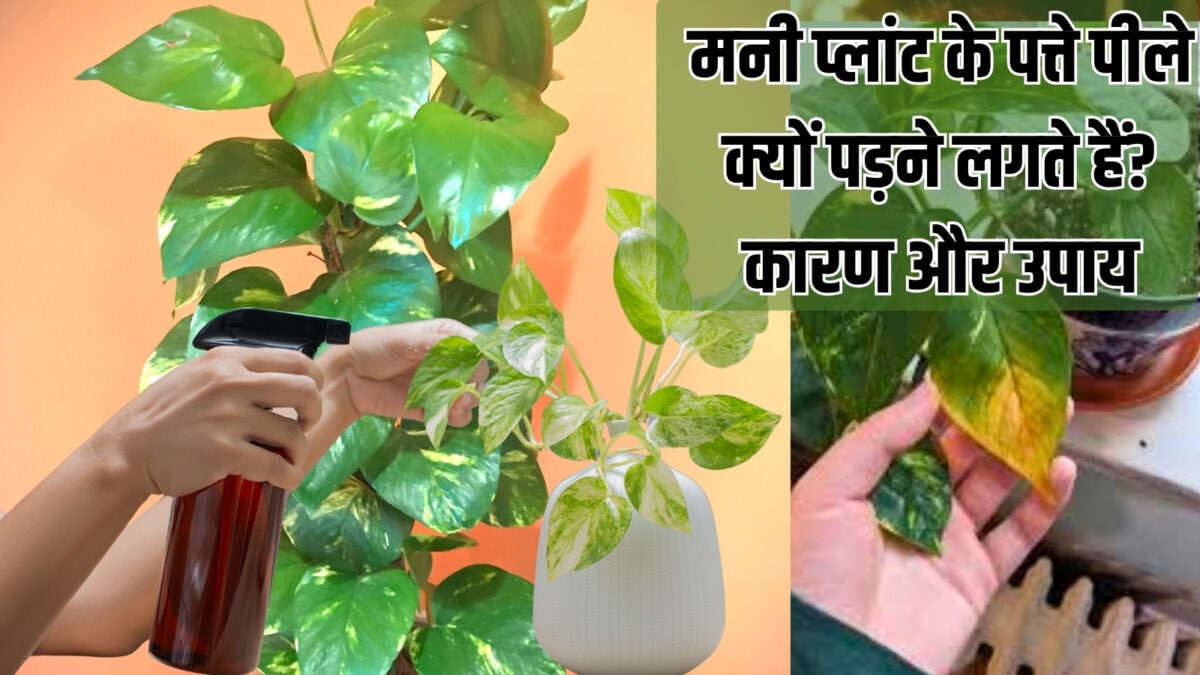 Money Plant Tips: गर्मी से पीले पड़ रहे मनी प्लांट के पत्ते, ये 1 चीज ...