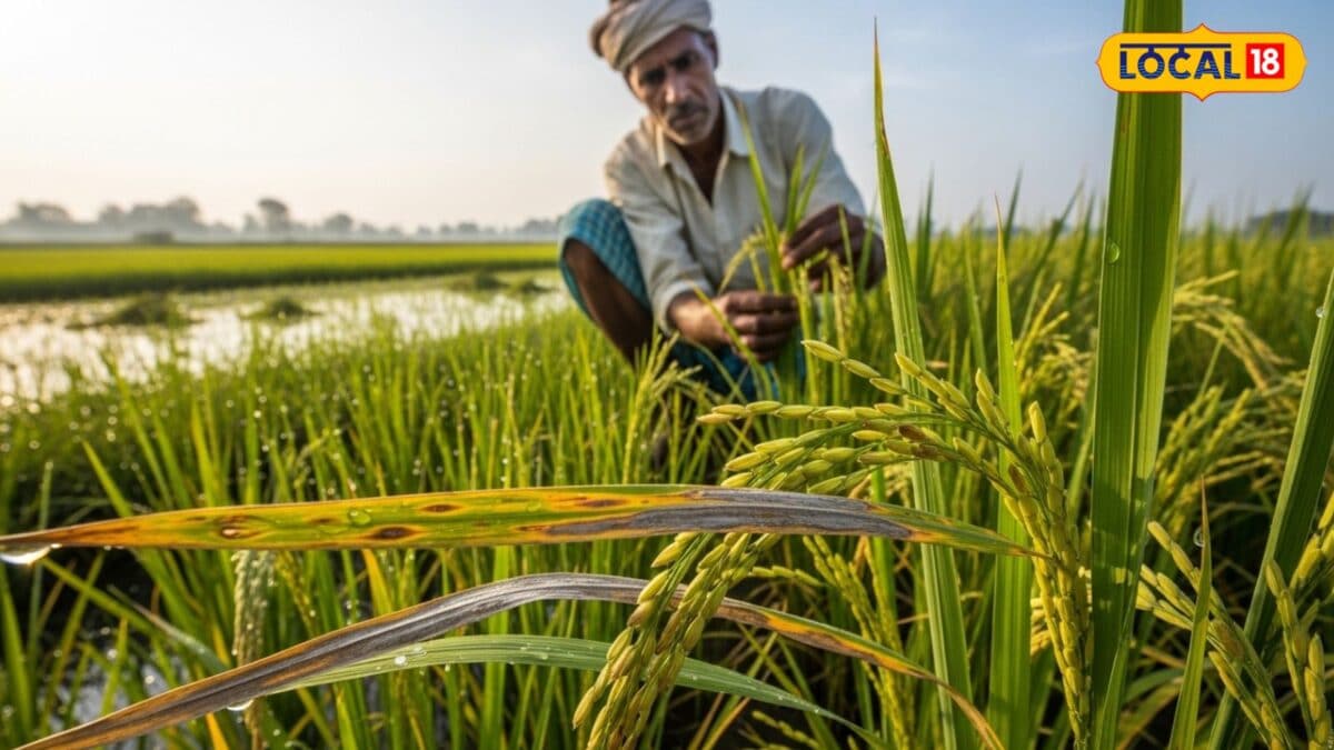 paddy farming tips | धान की खेती टिप्स | - News18 हिंदी
