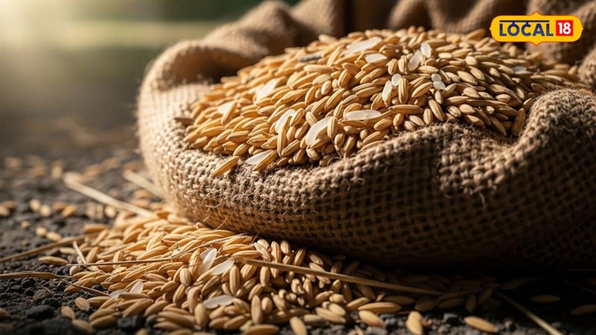paddy nursery management tips | dhan ki kheti | धान की नर्सरी की तैयारी ...