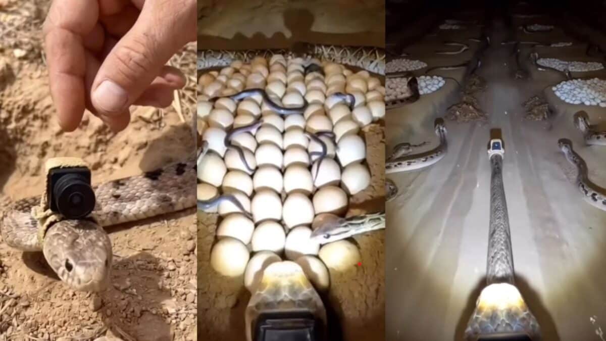 जहरीले कोबरा के सिर पर लगाया कैमरा, अंधेरी गुफा में नजर आए दर्जनों अंडे ...