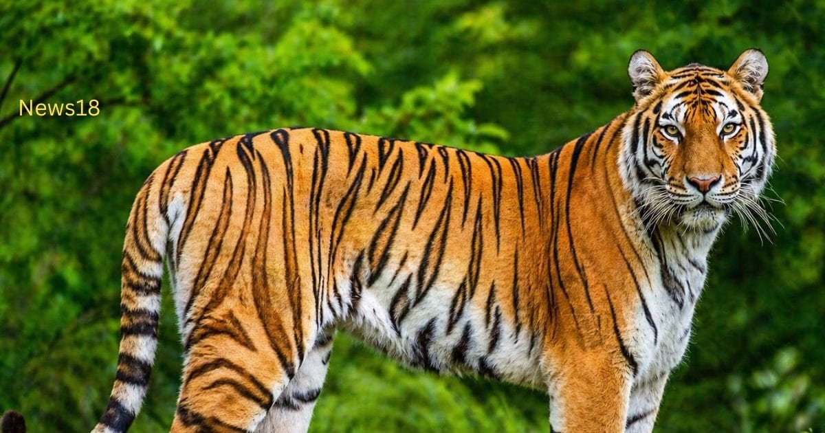 भूख या वायरस? कान्हा में बाघिन समेत 4 शावकों की मौत, असली वजह पर बड़ा ...