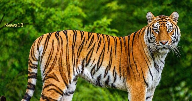 भूख या वायरस? कान्हा में बाघिन समेत 4 शावकों की मौत, असली वजह पर बड़ा ...