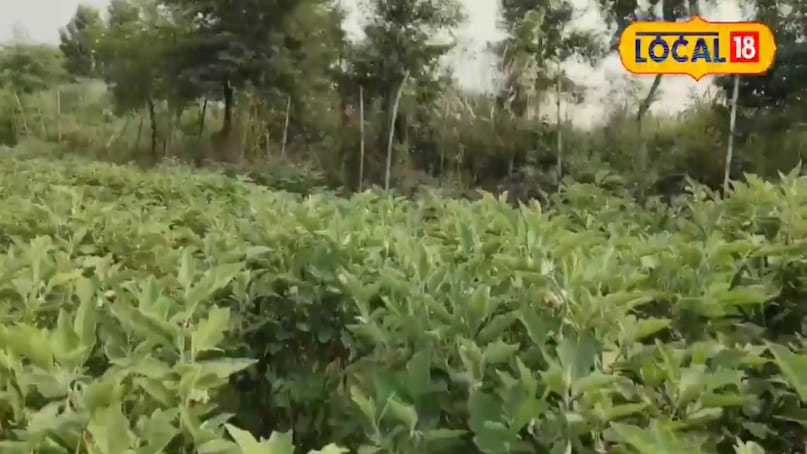 4 फीट से ज्यादा ऊंचा पौधा और सालभर फलन, जानिए 704 बैंगन की खासियत ...