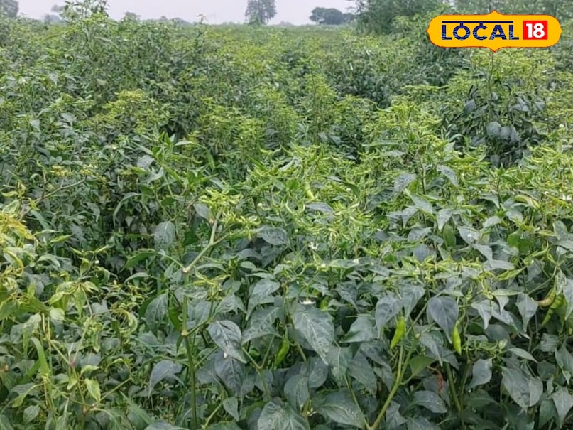 Chilli Protection Tips: मिर्च में लगा भंगुरी रोग तो न हों परेशान ...