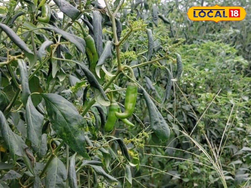 Chilli Protection Tips: मिर्च में लगा भंगुरी रोग तो न हों परेशान ...