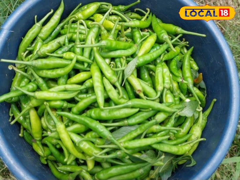 Chilli Protection Tips: मिर्च में लगा भंगुरी रोग तो न हों परेशान ...