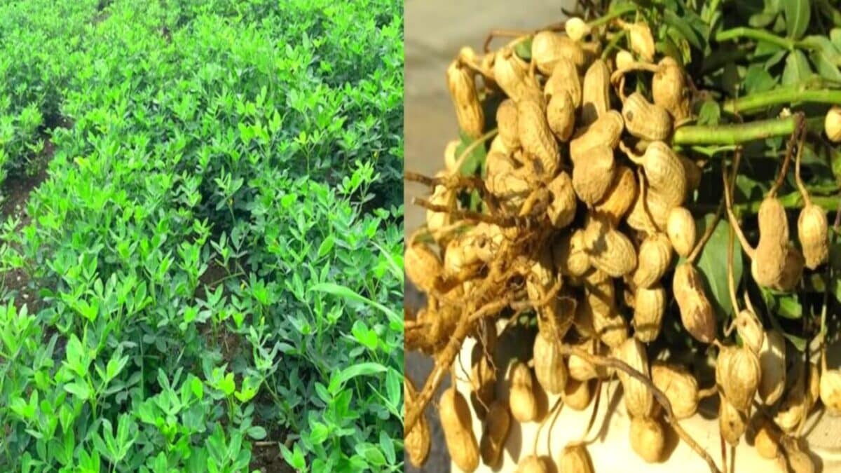 Mungfali Ki Kheti | Groundnut Farming Tips in Rajasthan | - News18 हिंदी