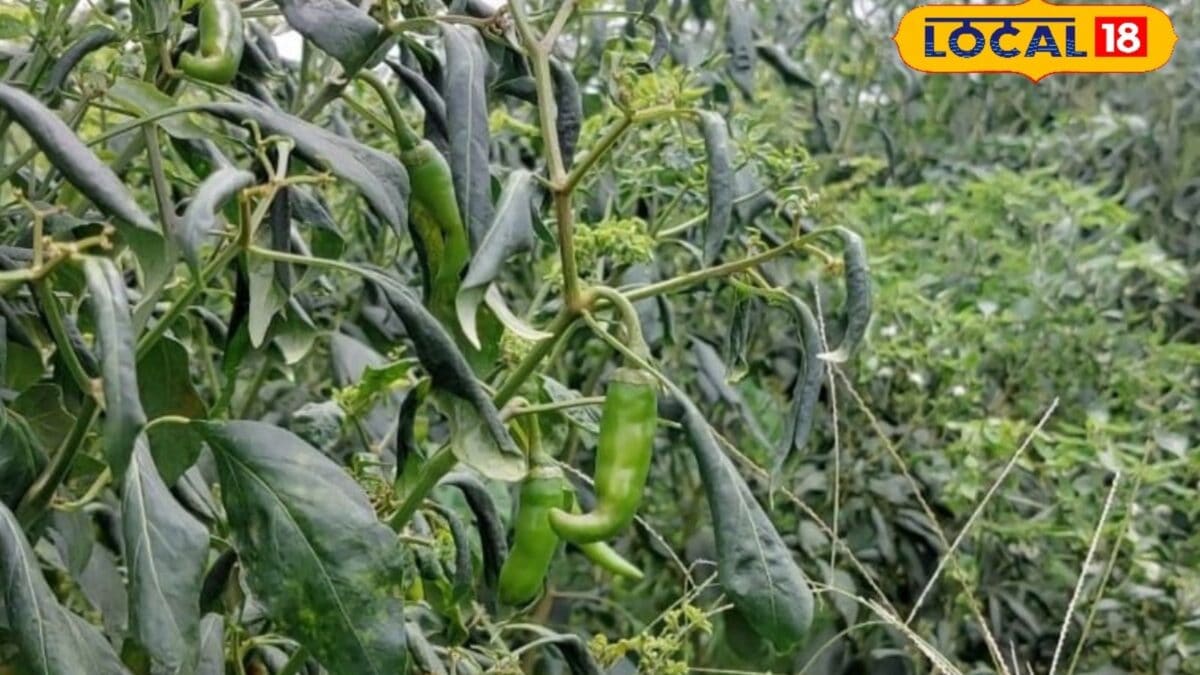 Chilli Protection Tips: मिर्च में लगा भंगुरी रोग तो न हों परेशान ...