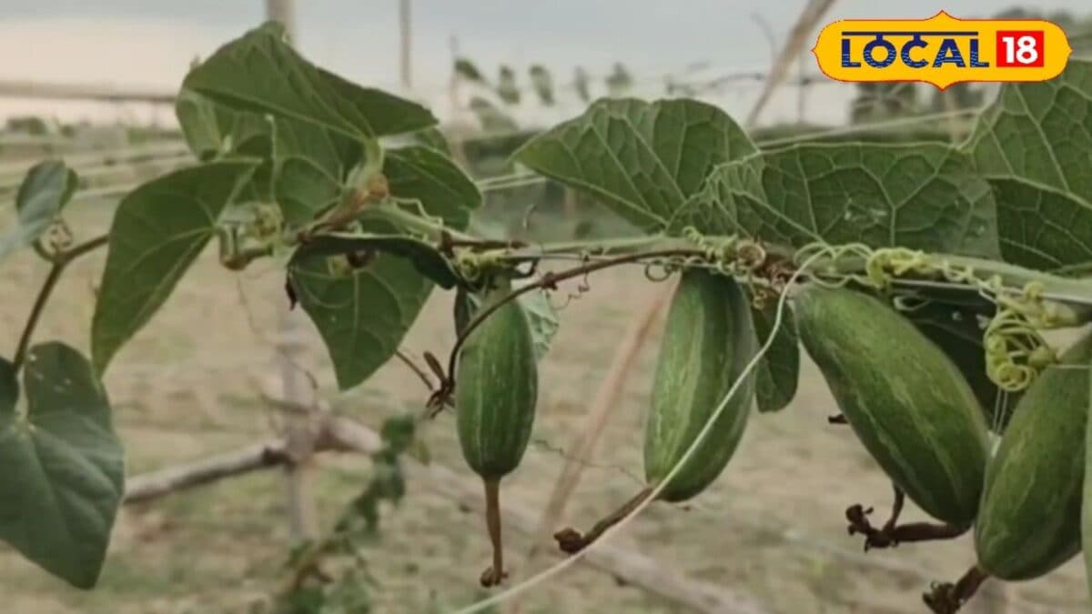 छपरा के किसान छेदी प्रसाद ने अपनाया स्मार्ट फार्मिंग का तरीका, मचान ...