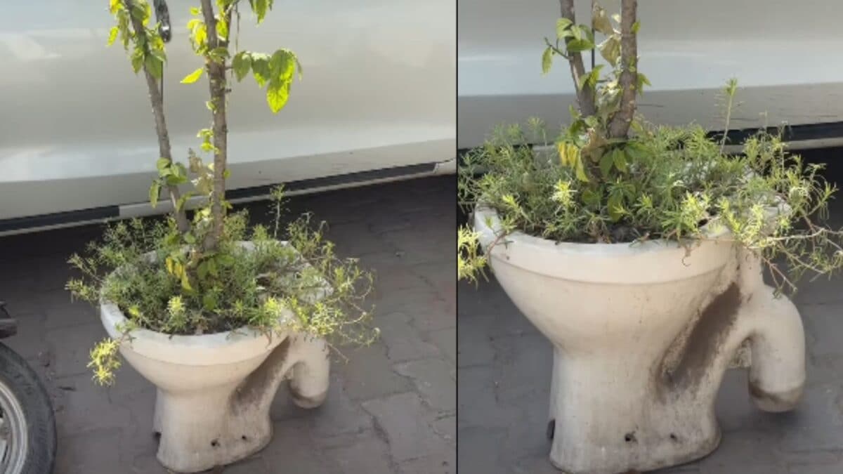 जिस कमोड को लोग फेंक देते हैं कचरे में, उसी में उगा दी हरियाली, देसी ...