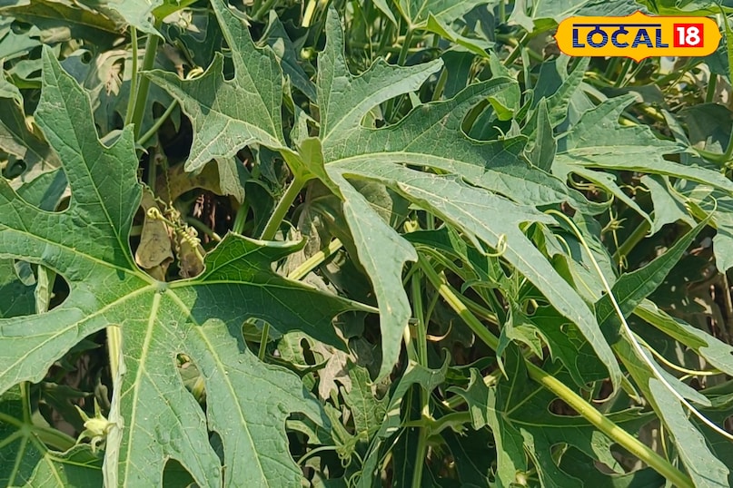 bottle gourd farming tips | lauki ki kheti | लौकी की खेती से मुनाफा ...