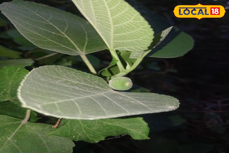 Benefits of Figs: यूं ही नहीं कहते अंजीर को सूपरफूड, फायदे जानकर आज ही ...