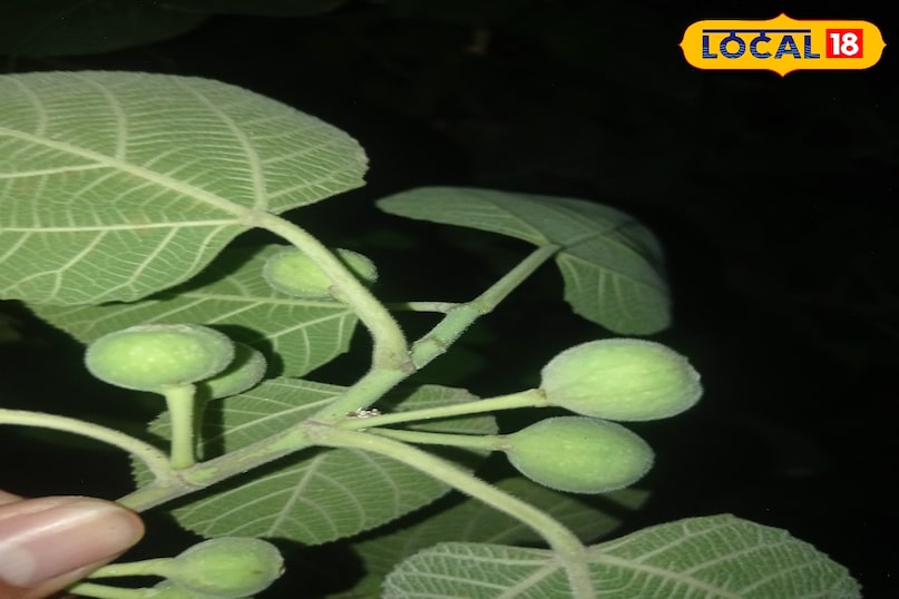 Benefits of Figs: यूं ही नहीं कहते अंजीर को सूपरफूड, फायदे जानकर आज ही ...