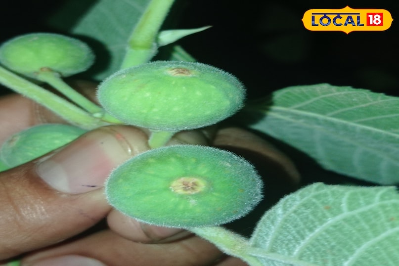 Benefits of Figs: यूं ही नहीं कहते अंजीर को सूपरफूड, फायदे जानकर आज ही ...