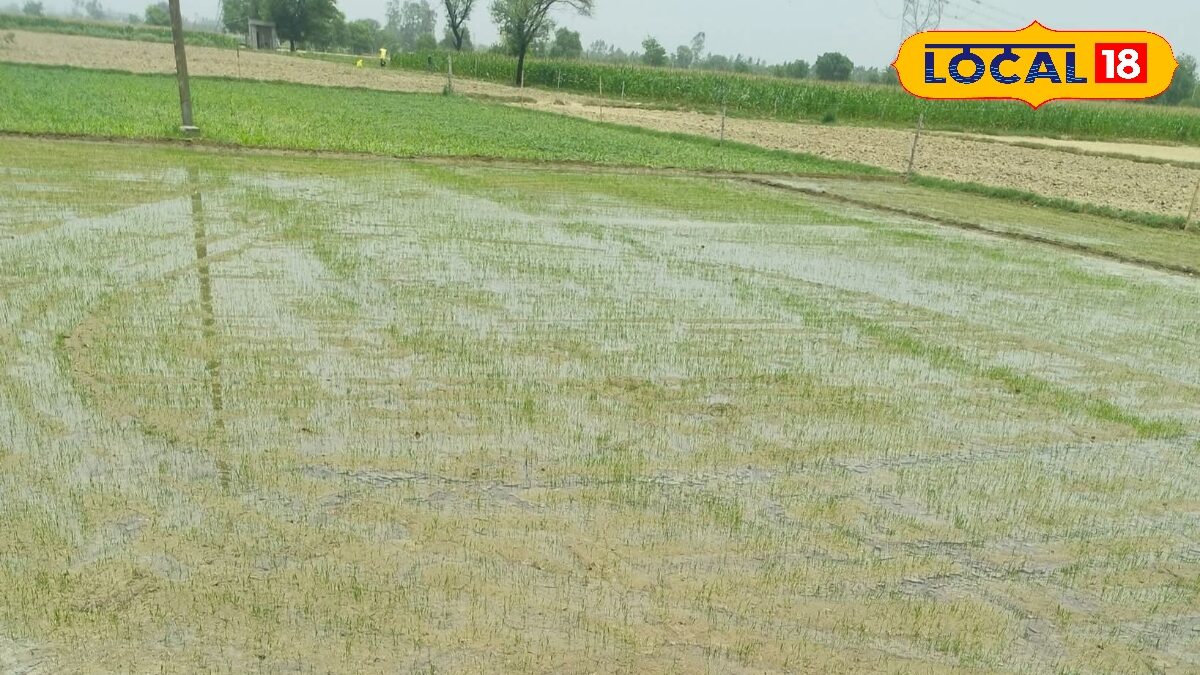 Rice Farming Tips: धान की बुवाई करने से पहले जान लें ये जरूरी बातें, कम ...