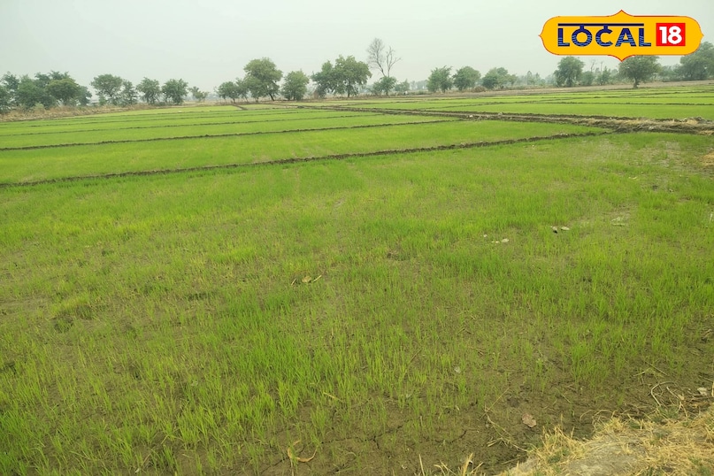 Rice Farming Tips: धान की बुवाई करने से पहले जान लें ये जरूरी बातें, कम ...