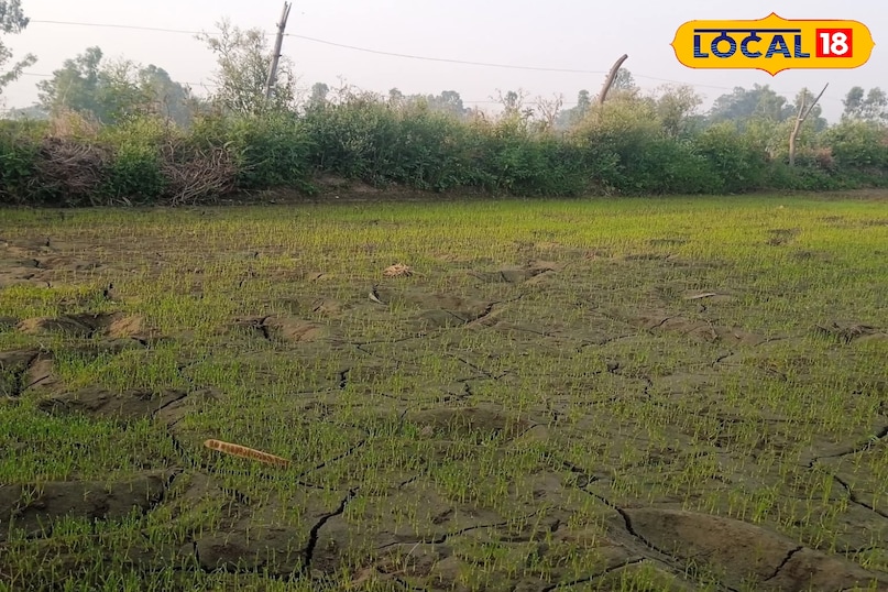 Rice Farming Tips: धान की बुवाई करने से पहले जान लें ये जरूरी बातें, कम ...