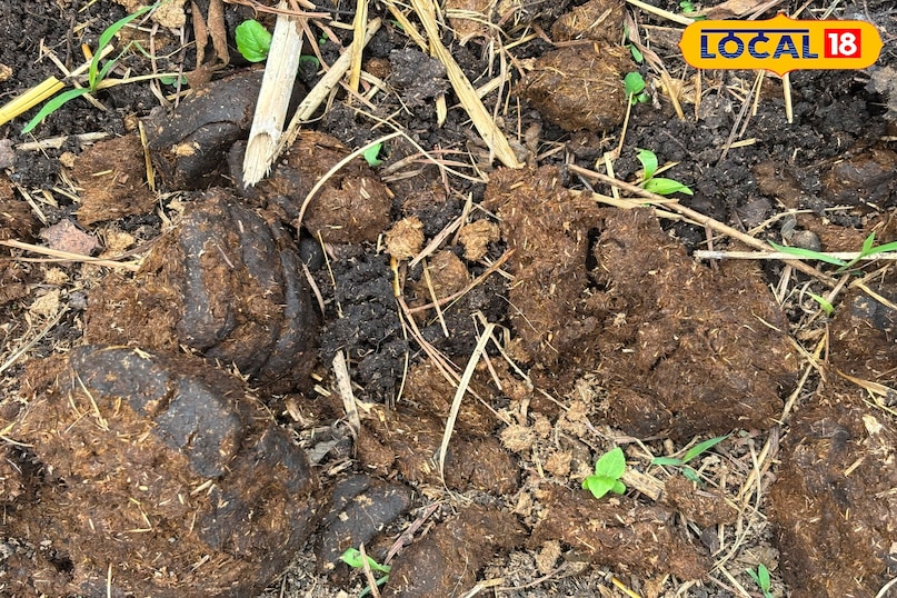 cow dung manure benefits | soil fertility improvement naturally ...
