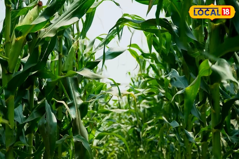 maize cultivation tips | how to increase maize yield | मक्का उत्पादन ...