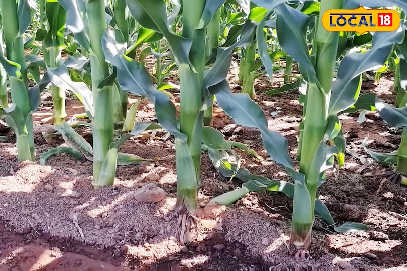 maize cultivation tips | how to increase maize yield | मक्का उत्पादन ...