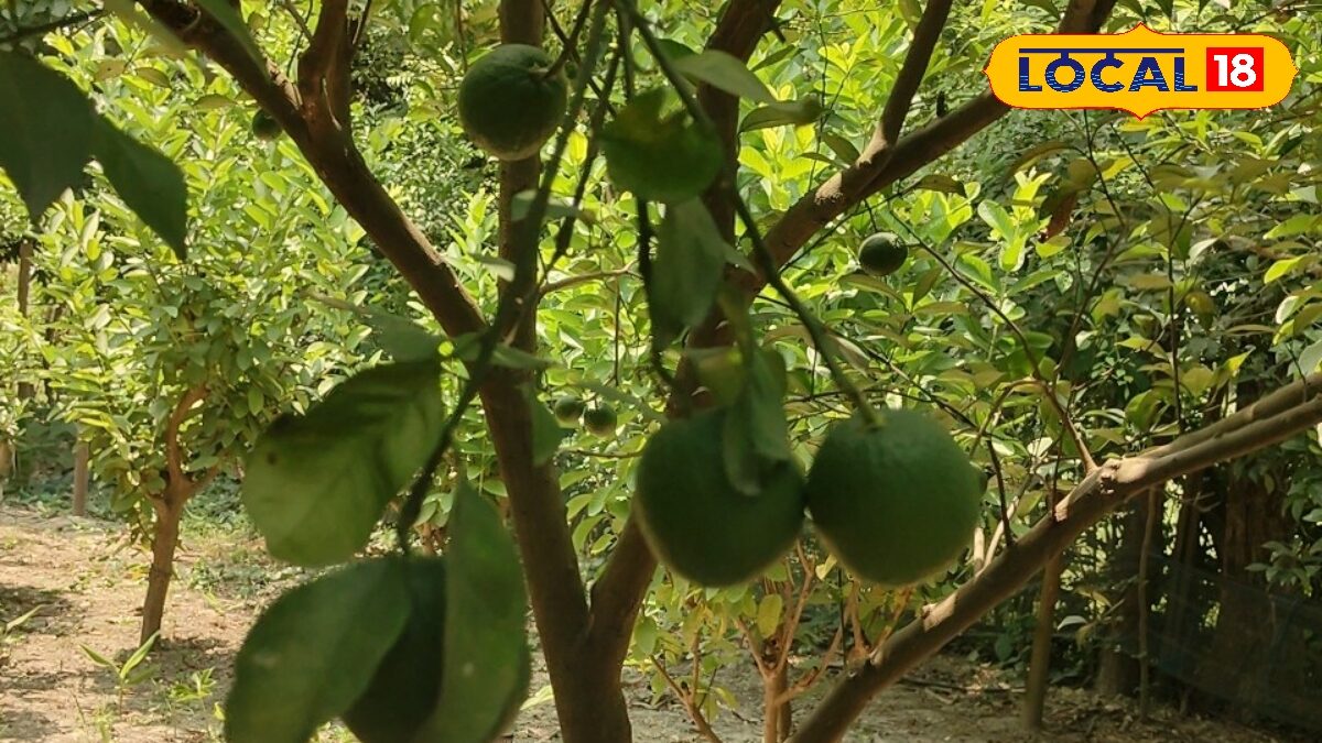छपरा में मौसमी की बागवानी... 2 साल में ही पेड़ फलों से लदे, होने लगी ...