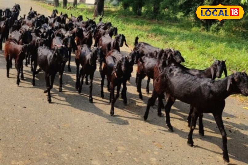 बरसात में बकरियां पड़ सकती हैं बीमार! भूलकर भी न करें ये 5 गलतियां ...