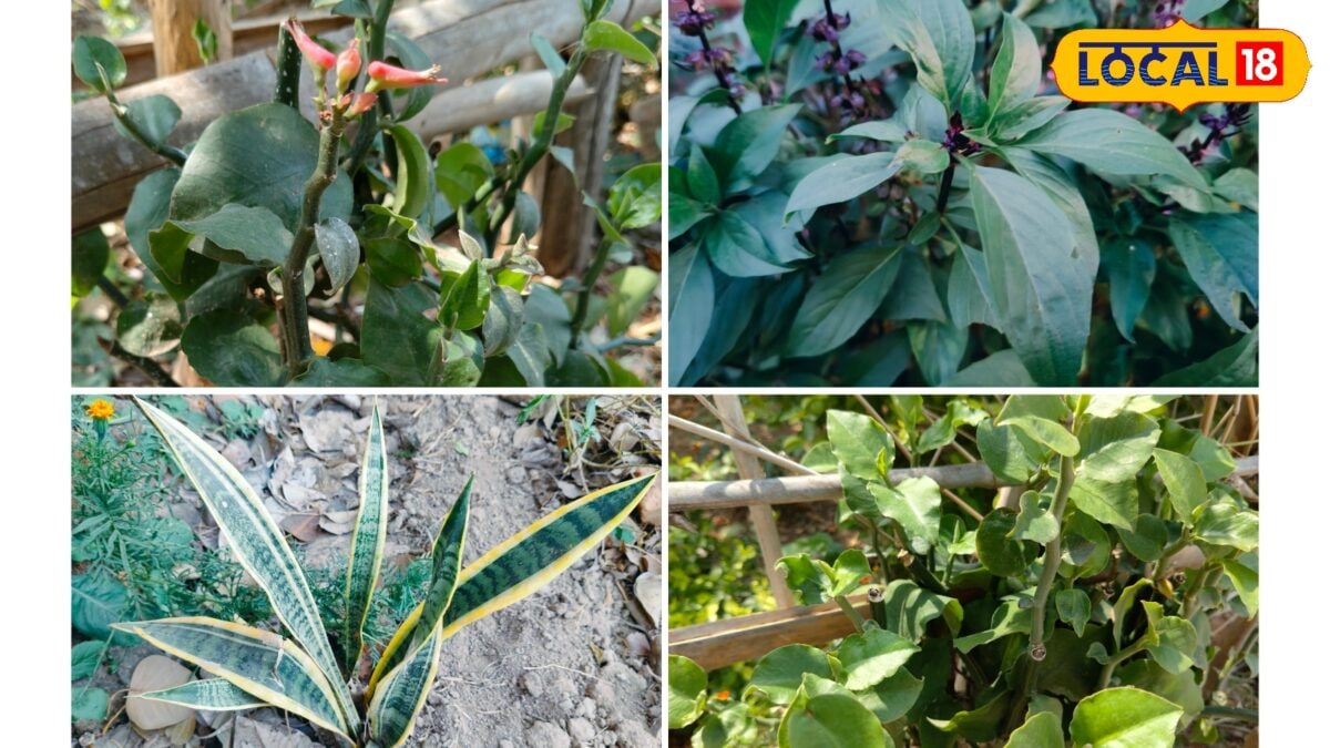 Snake Enemy Plant: घर के दरवाजे पर लगा दें ये 5 पौधे, नहीं आएगा कोई भी ...