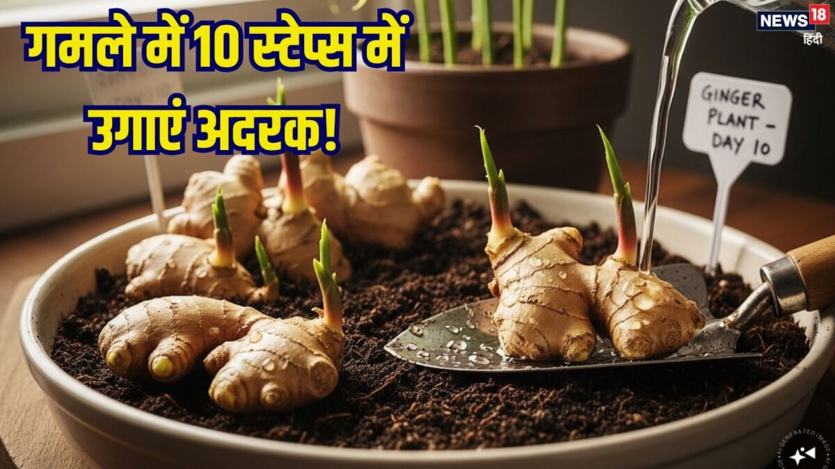 छोटे से गमले में ये 10 स्टेप्स फॉलो कर उगाएं ढेर सारे अदरक, 6 से 8 ...