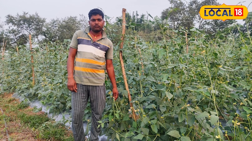 मचान विधि से उगाई बरबटी, बोकारो के भरत महतो ने 50 डिसमिल में कमाए 1.22 ...
