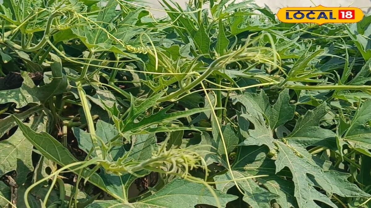bottle gourd farming tips | lauki ki kheti | लौकी की खेती से मुनाफा ...