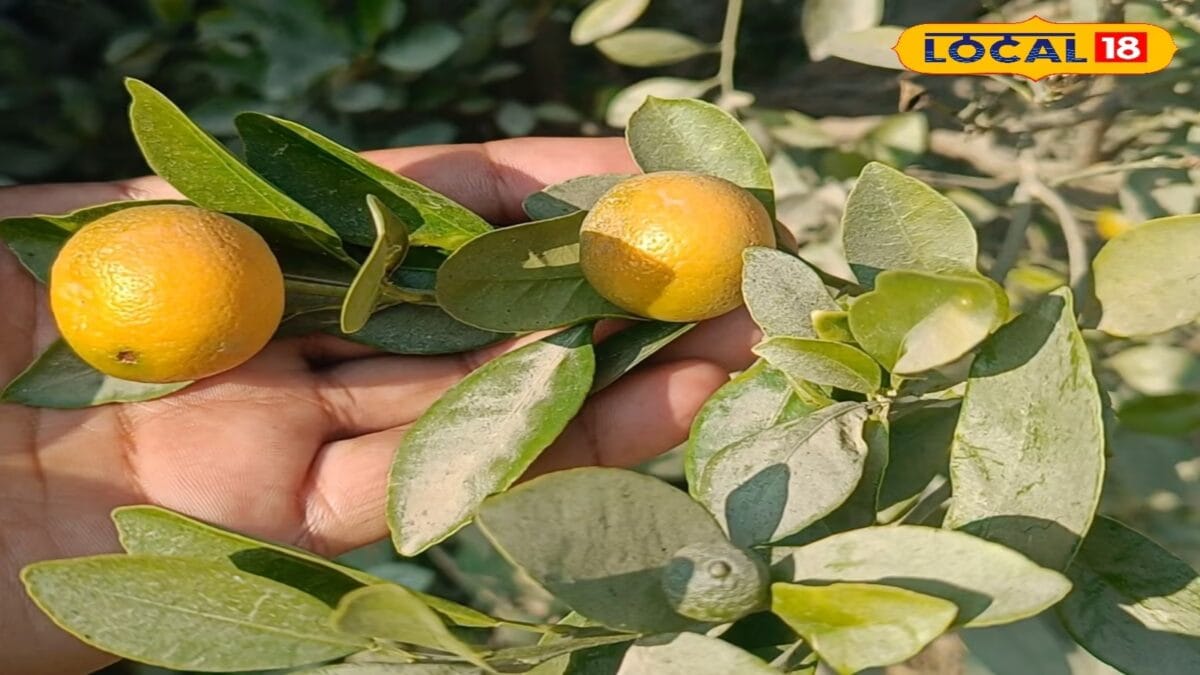 मल्चिंग से लेकर शेड नेट तक…नींबू के पौधे को गर्मी में बचाएंगे ये तरीके ...